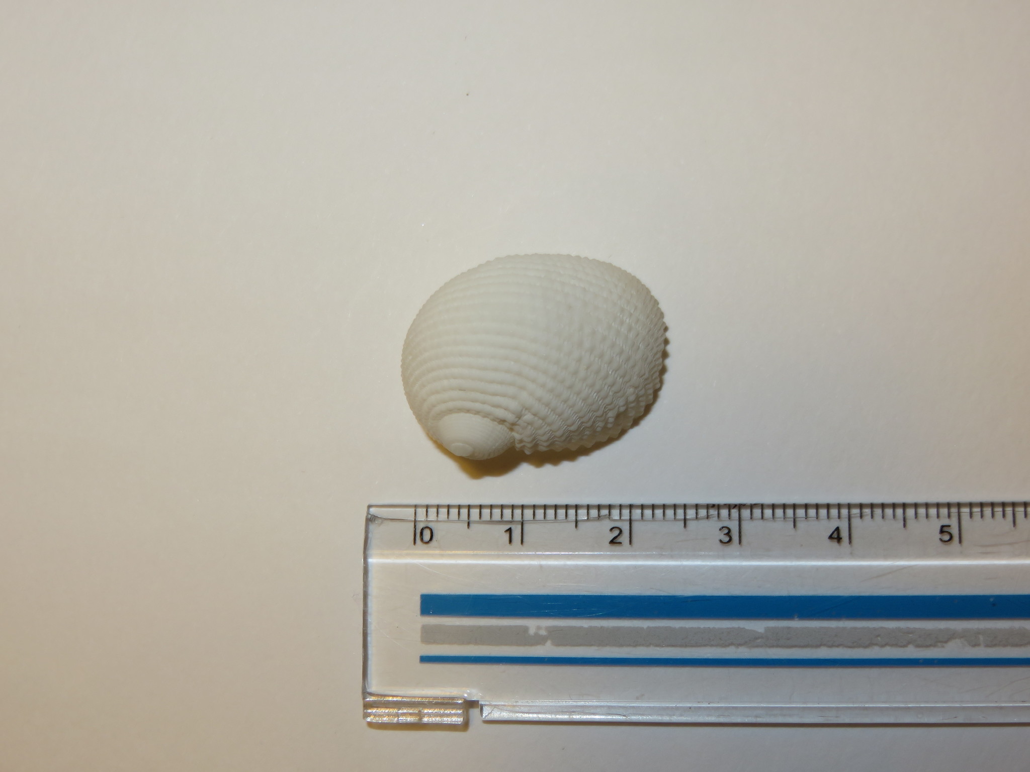 Neritopsis radula (Linnaeus, 1758)