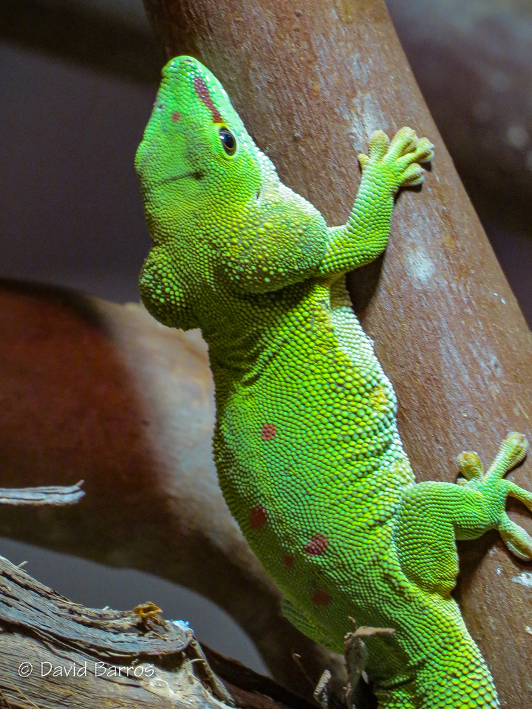 Madagascar Giant Day Gecko from Almería, España on May 21, 2012 at 04: ...