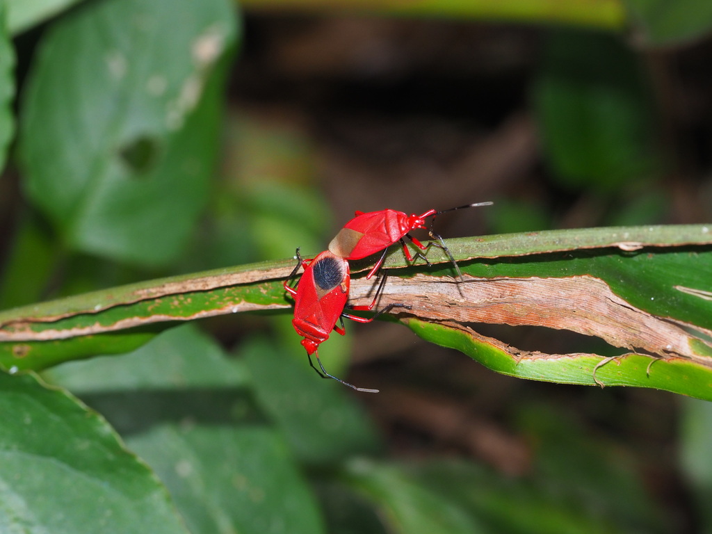 Dindymus brevis from 367台灣苗栗縣三義鄉 on March 14, 2022 at 11:57 AM by 羅忠良 ...