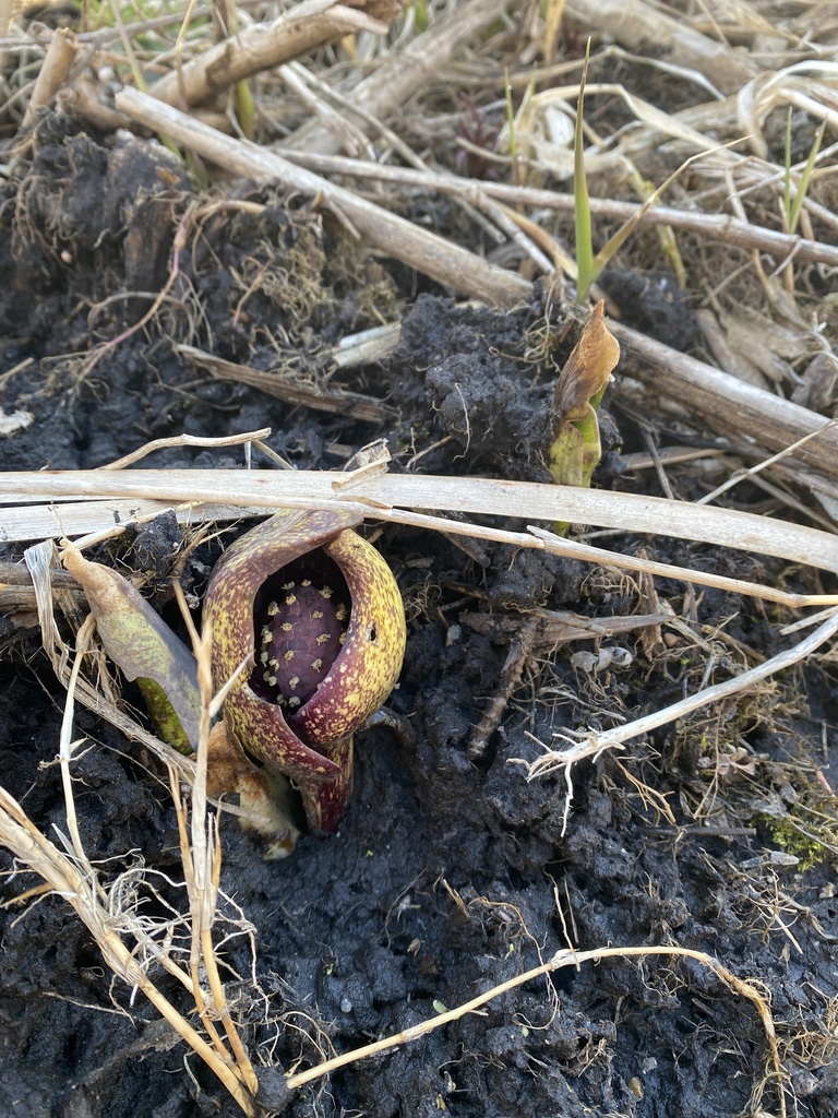 Eastern Skunk Cabbage from Lockport Prairie Nature Preserve, Lockport ...