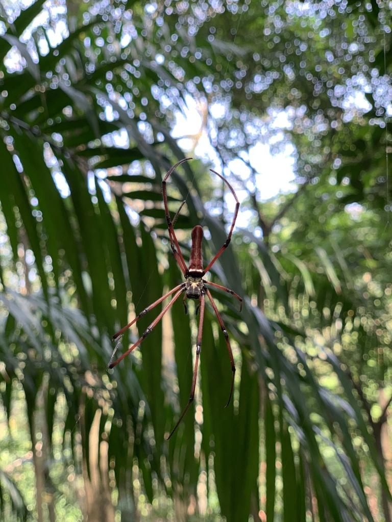 Giant Wood Spiders from 嘉義樹木園, 東區, TW on March 10, 2022 at 02:44 PM by ...