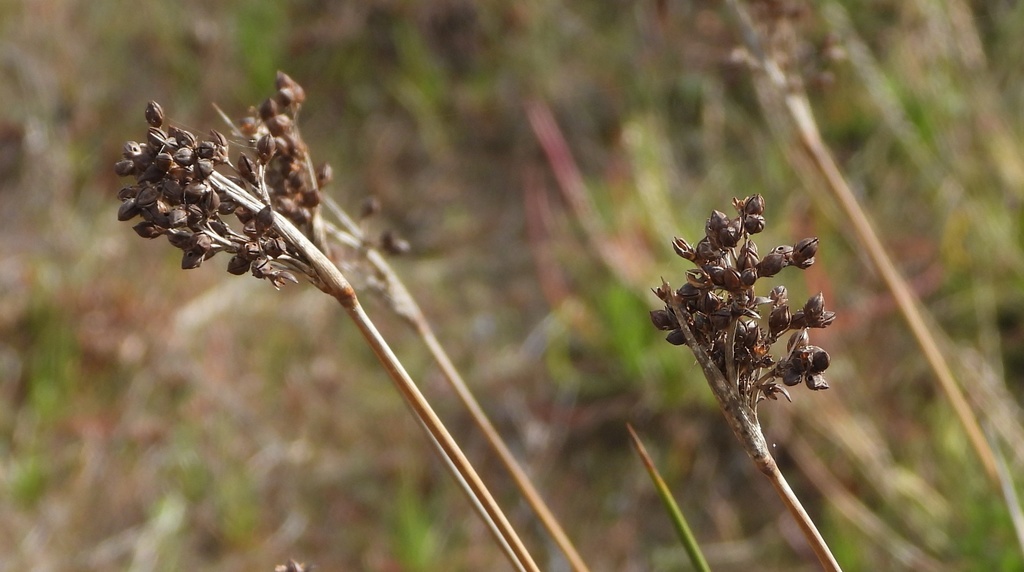 spiny rush from Mirador del Zigurat - Spagna on March 8, 2022 at 03:32 ...