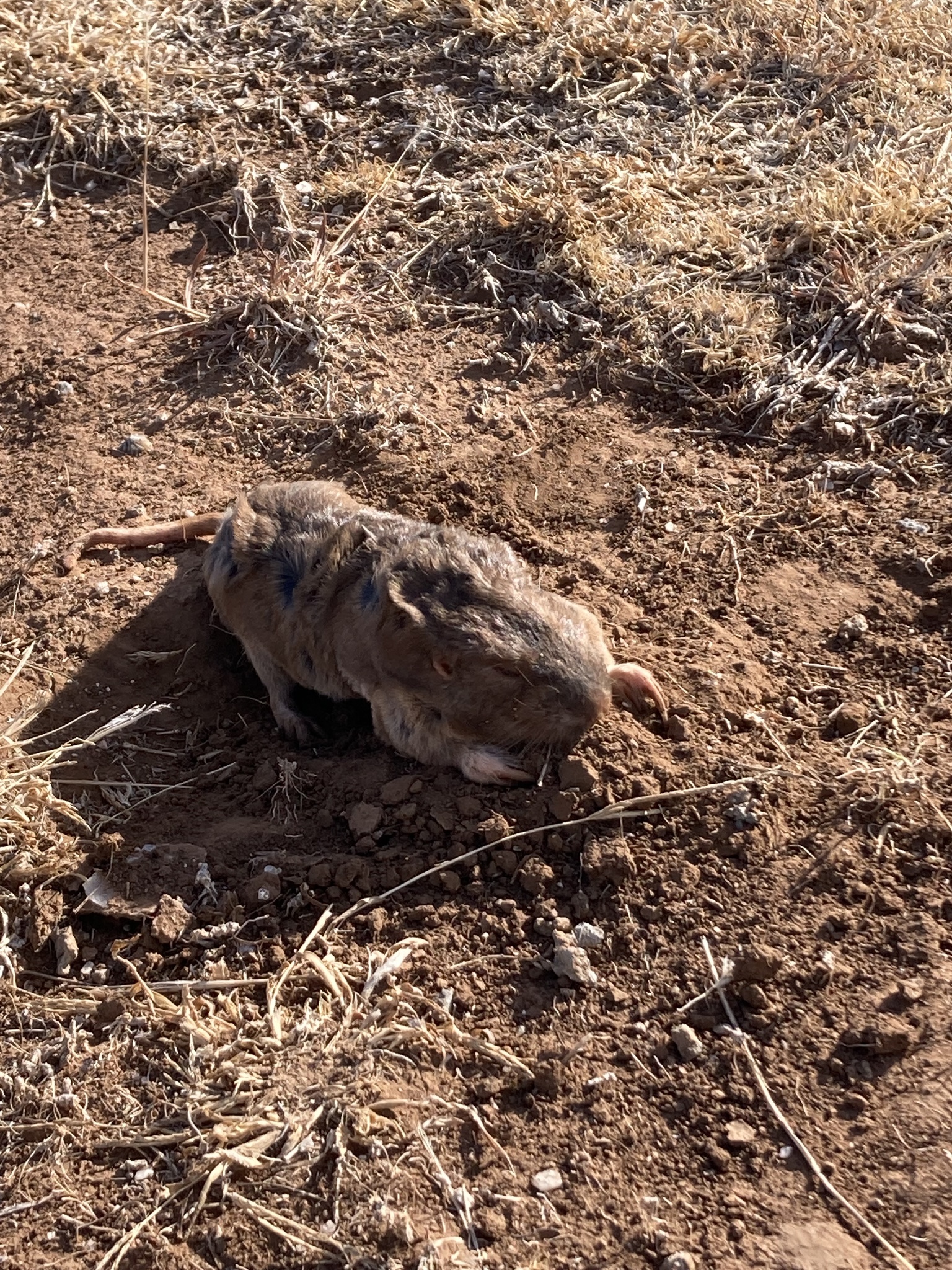 Geomys bursarius (Shaw, 1800)