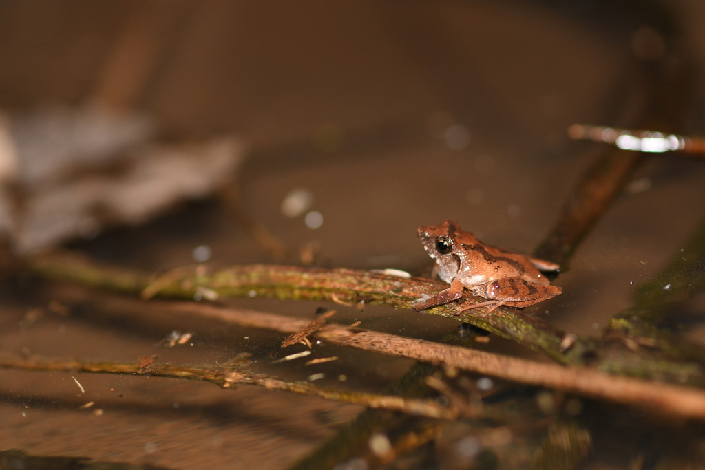 Romer's Tree Frog in March 2022 by Gomen See · iNaturalist