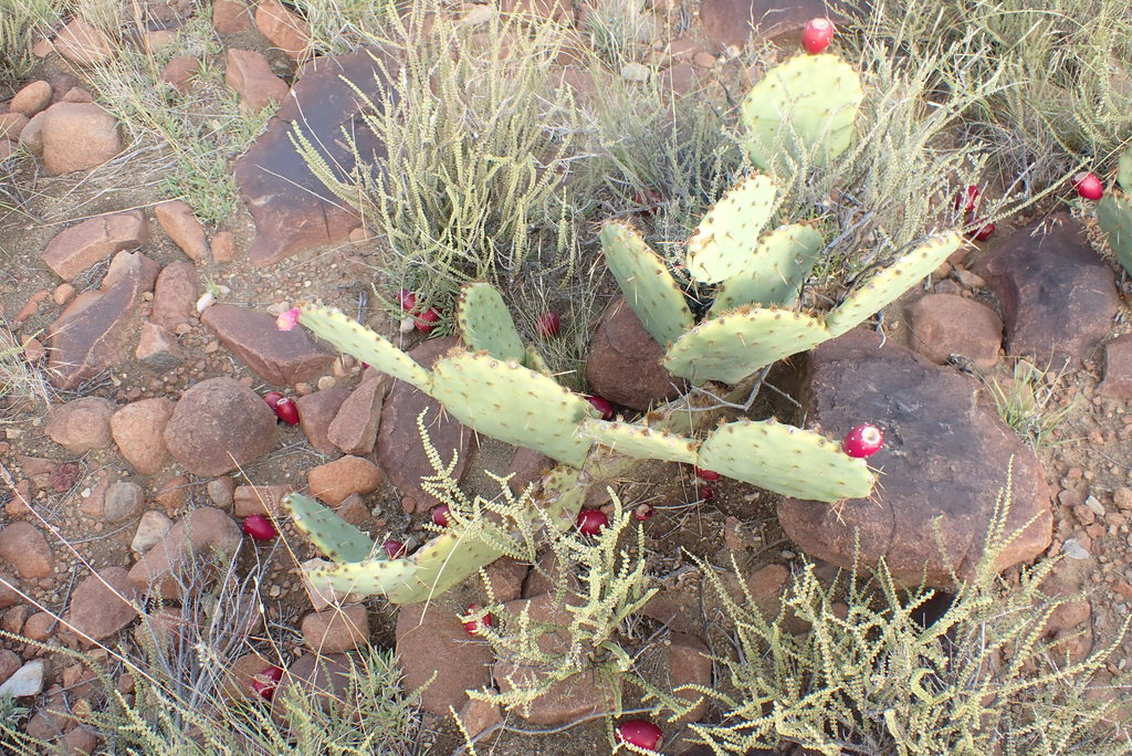 Orbiculate Prickly Pear Complex from Pixley ka Seme, Northern Cape ...