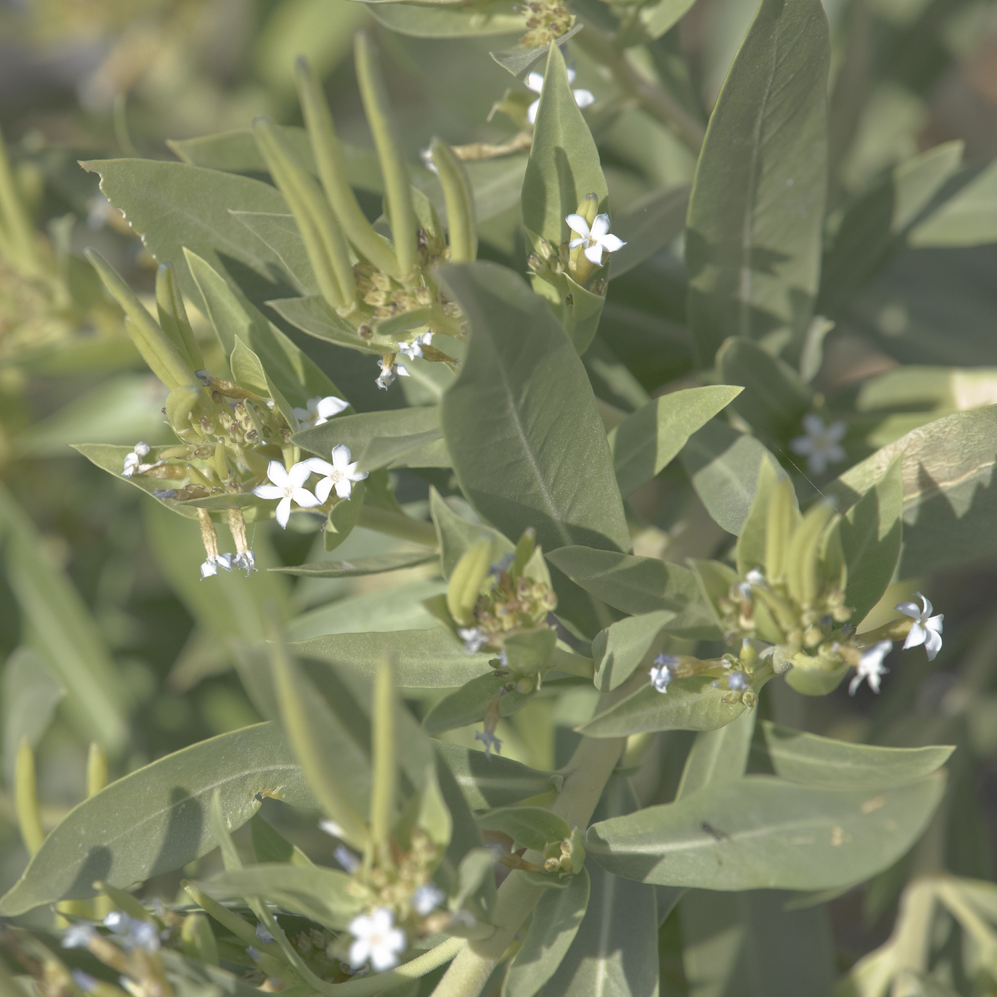 Rhazya stricta Decne.