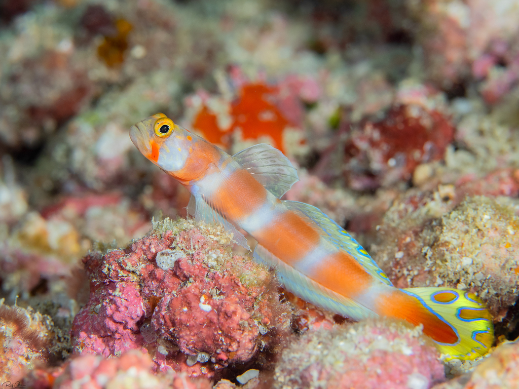 Gobies (Gobiidae) - Marine Life Identification