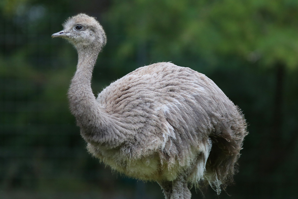 Darwin's Rhea (Rhea pennata pennata) - Avian Discovery