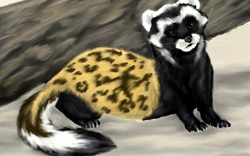 Marbled Polecat (Vormela peregusna) - Know Your Mammals