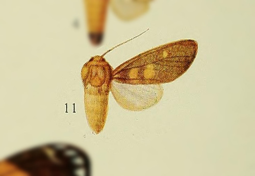 Melese flavescens · iNaturalist