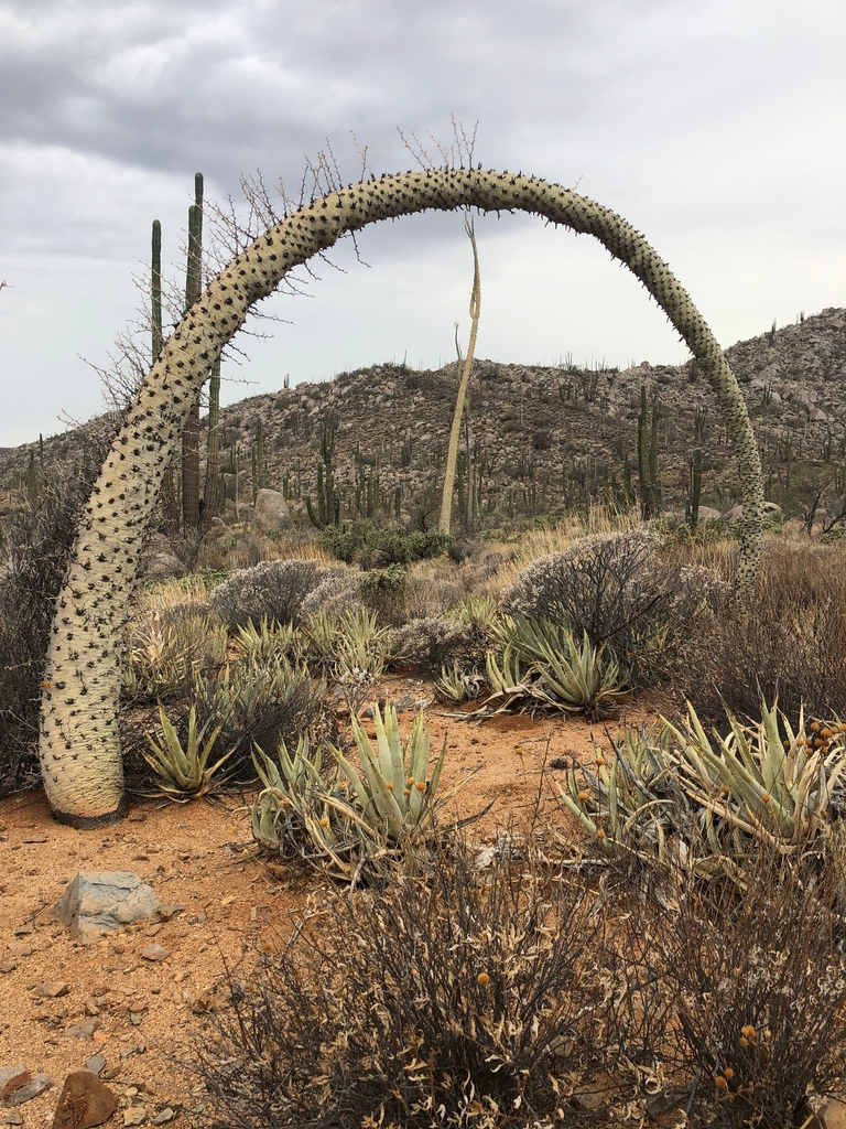 Boojum tree from Ensenada, Baja California, Mexico on July 21, 2021 at ...