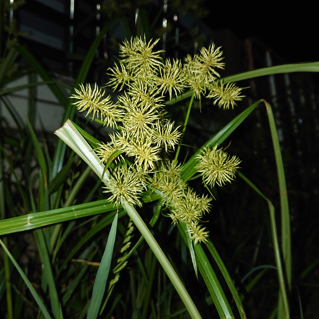 Cyperus compactus from ตำบลสวนใหญ่ อำเภอเมืองนนทบุรี นนทบุรี ประเทศไทย ...