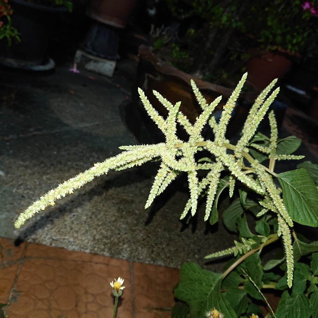 green callaloo amaranth in March 2022 by Sutthikhun Phaengphongsai ...