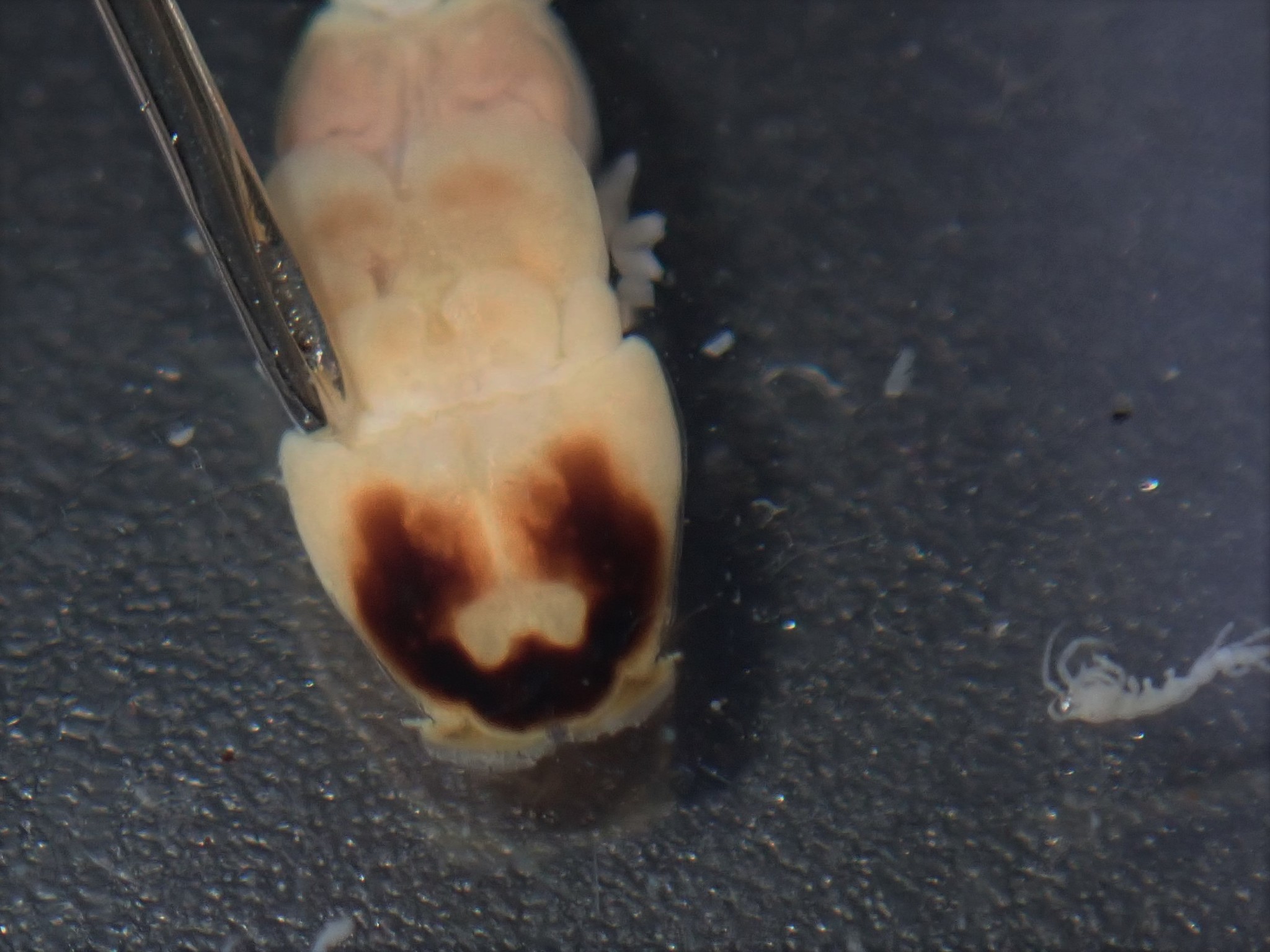 Pandarus bicolor Leach, 1816