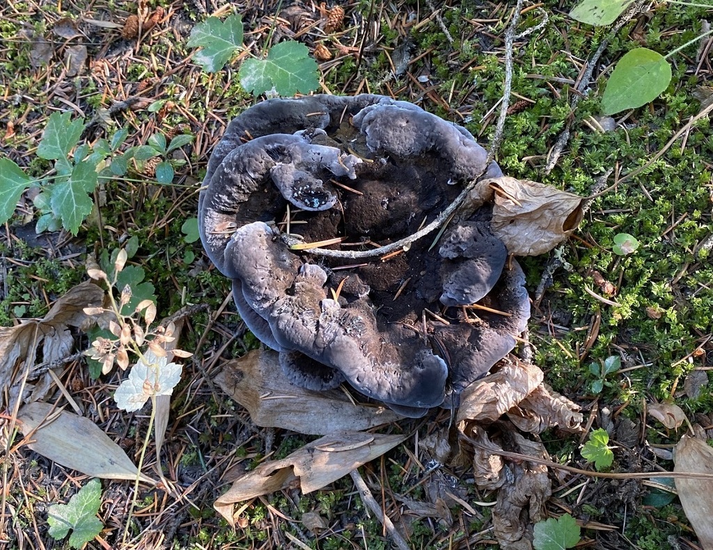 Hydnellum regium from Adams County, ID, USA on October 3, 2020 at 11:59 ...