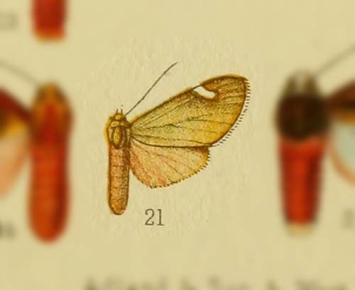 Melese albogrisea · iNaturalist