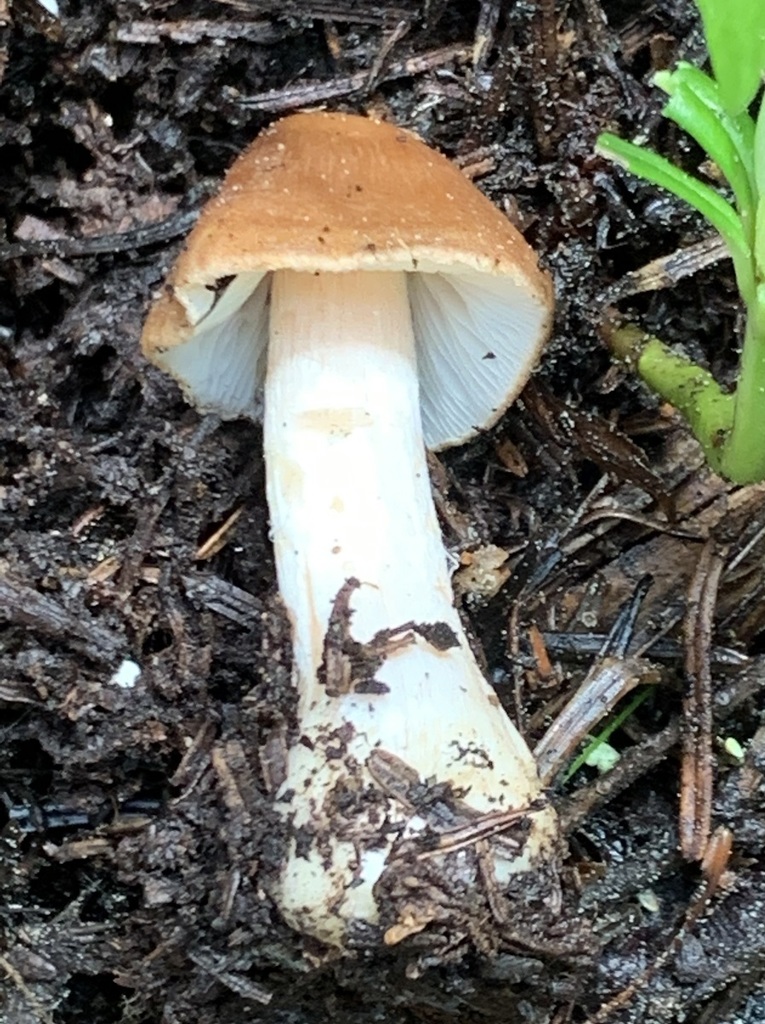 Inocybe vaccina from Valley County, ID, USA on May 15, 2020 at 03:14 PM ...