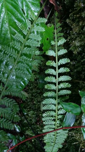 Variety Asplenium thunbergii belangeri · iNaturalist