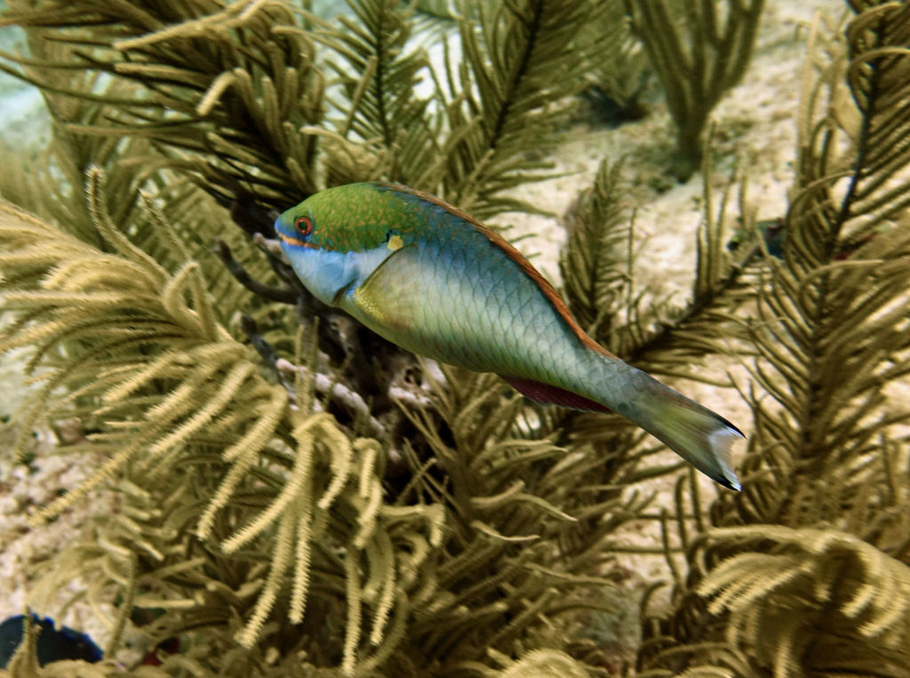 Redband Parrotfish in March 2022 by Victor Rodriguez-Ruano. Terminal ...