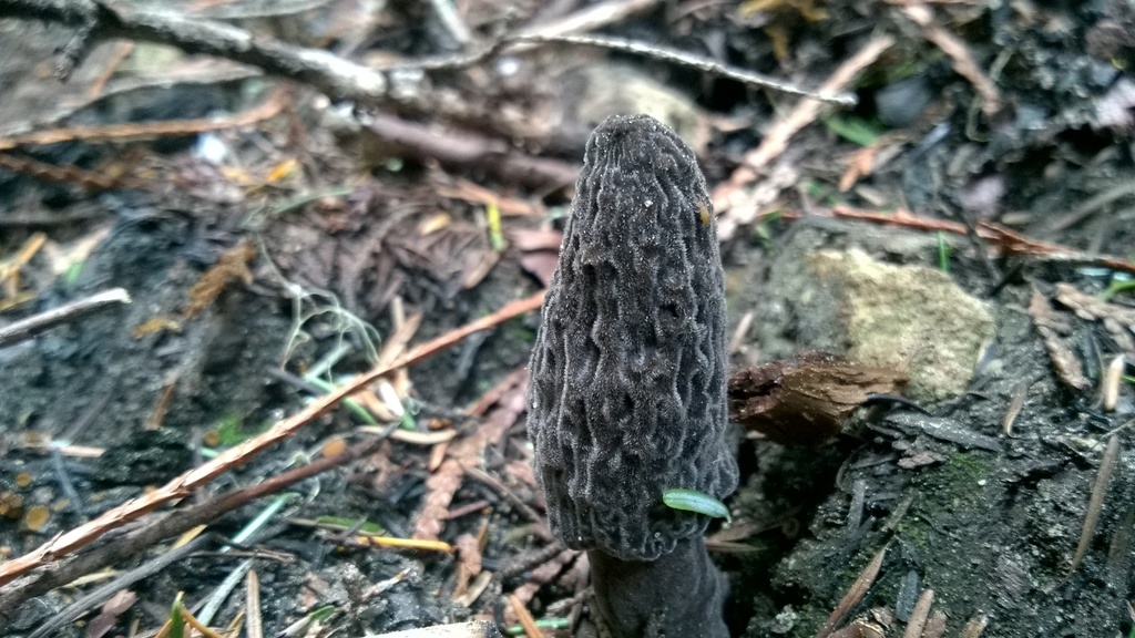 Gray Morel from Pierce County, WA, USA on May 19, 2018 at 04:09 PM by ...