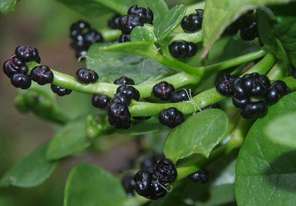 Basella Family (Basellaceae) - Botanical Realm
