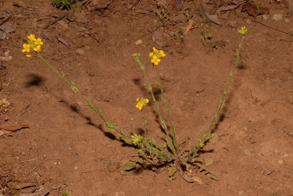 Duck River bladderpod in March 2007 by Brian Finzel · iNaturalist