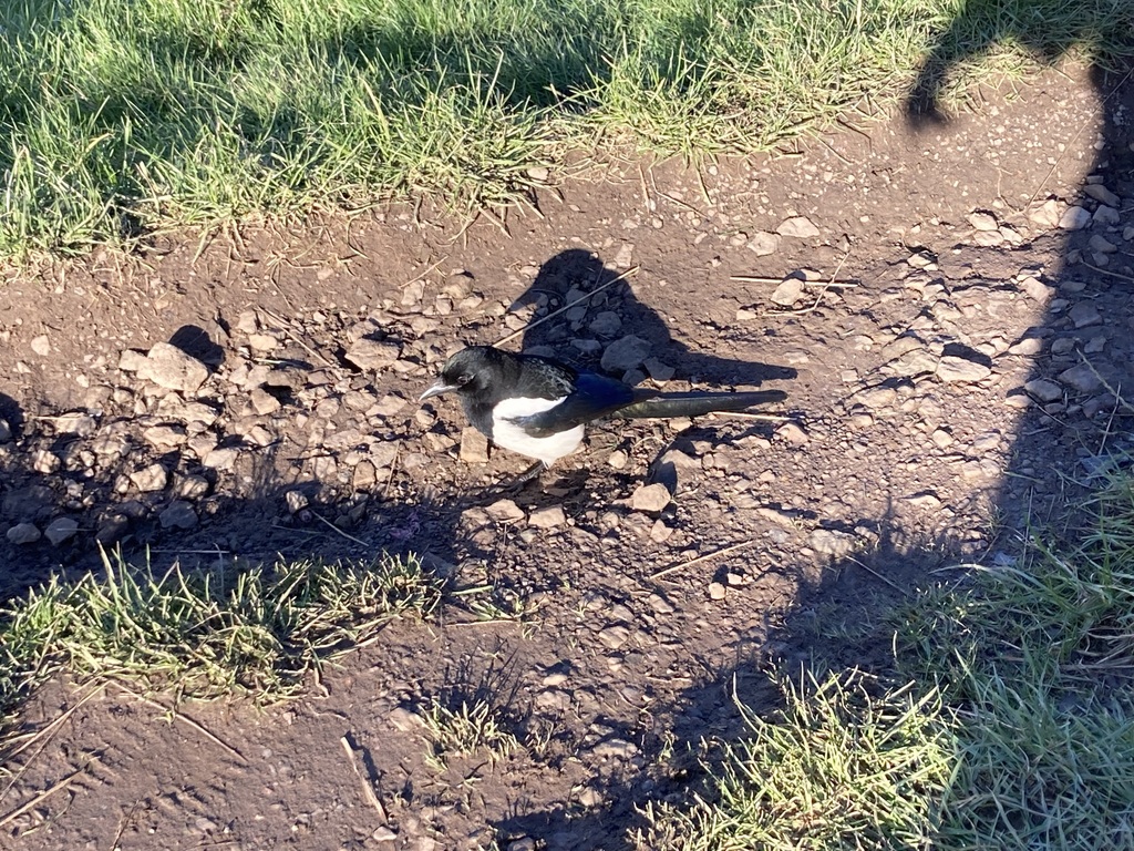 Eurasian Magpie from Highland, Scotland, GB on March 09, 2022 by ...