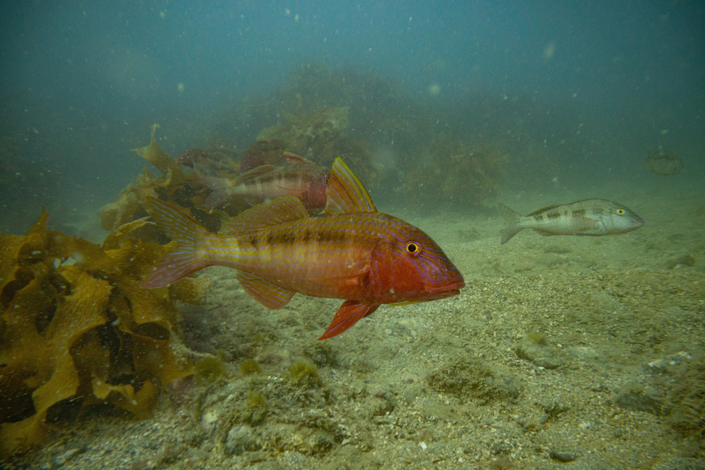 Goatfish from Auckland, New Zealand on March 14, 2022 at 12:22 PM by ...