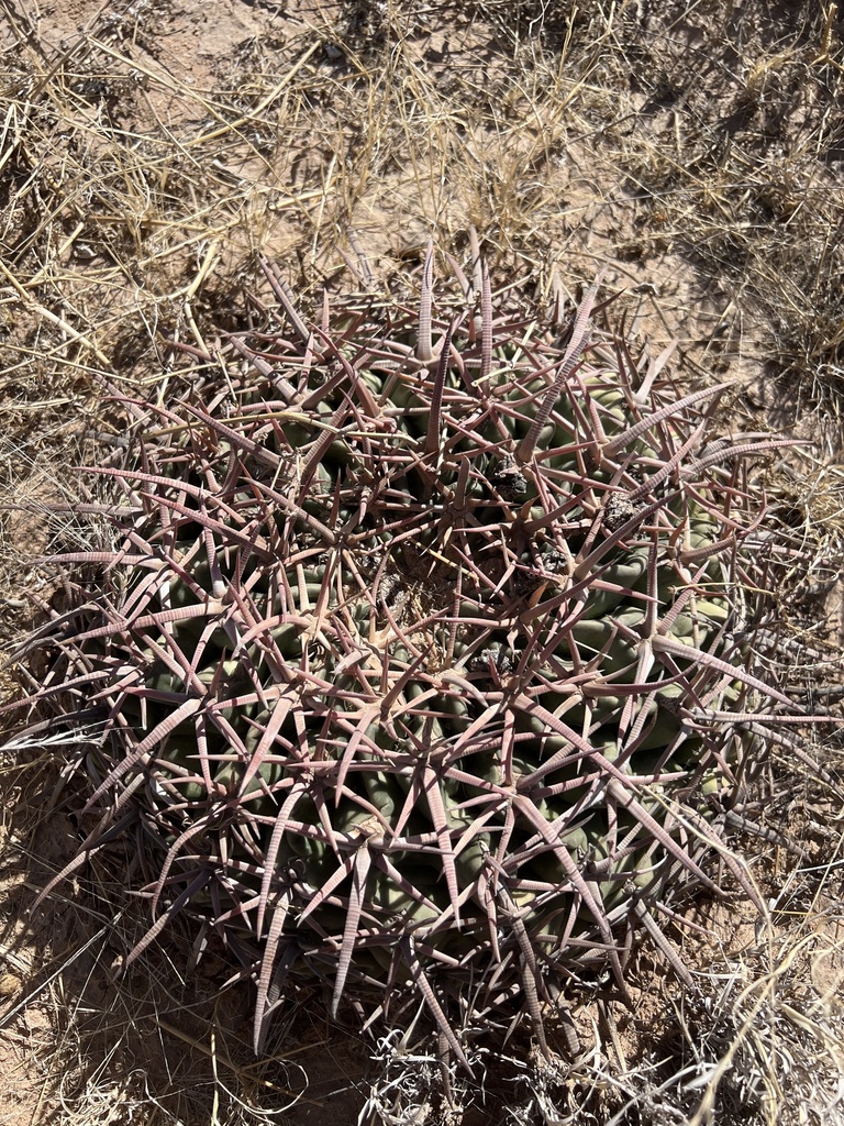 Horse Crippler Cactus from Magnum Rd, Carlsbad, NM, US on March 13 ...