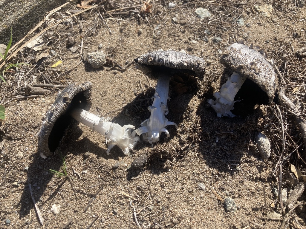 Star-capped Coprinus in March 2022 by biologydragon · iNaturalist