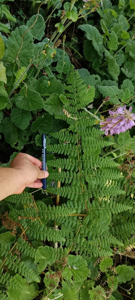 Bramble-fern from Concepcion, Bío Bío, Chile on January 25, 2022 at 02: ...