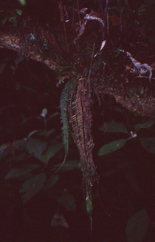 Melpomene leptostoma in January 2000 by Barbara Parris · iNaturalist