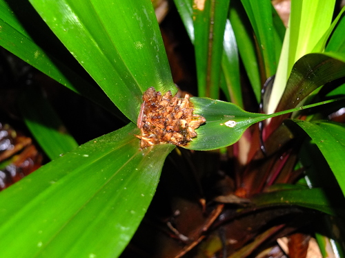 Mapania pycnocephala · iNaturalist United Kingdom