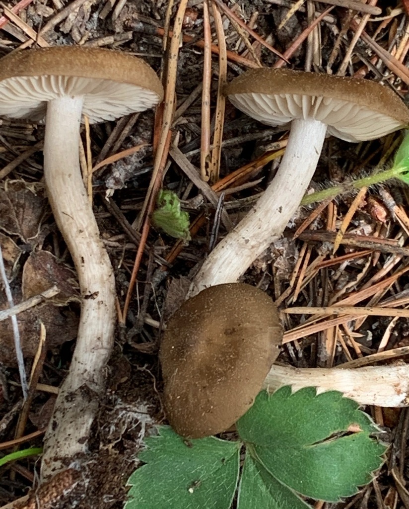 Lyophyllum semitale from Valley County, ID, USA on June 21, 2020 at 04: ...