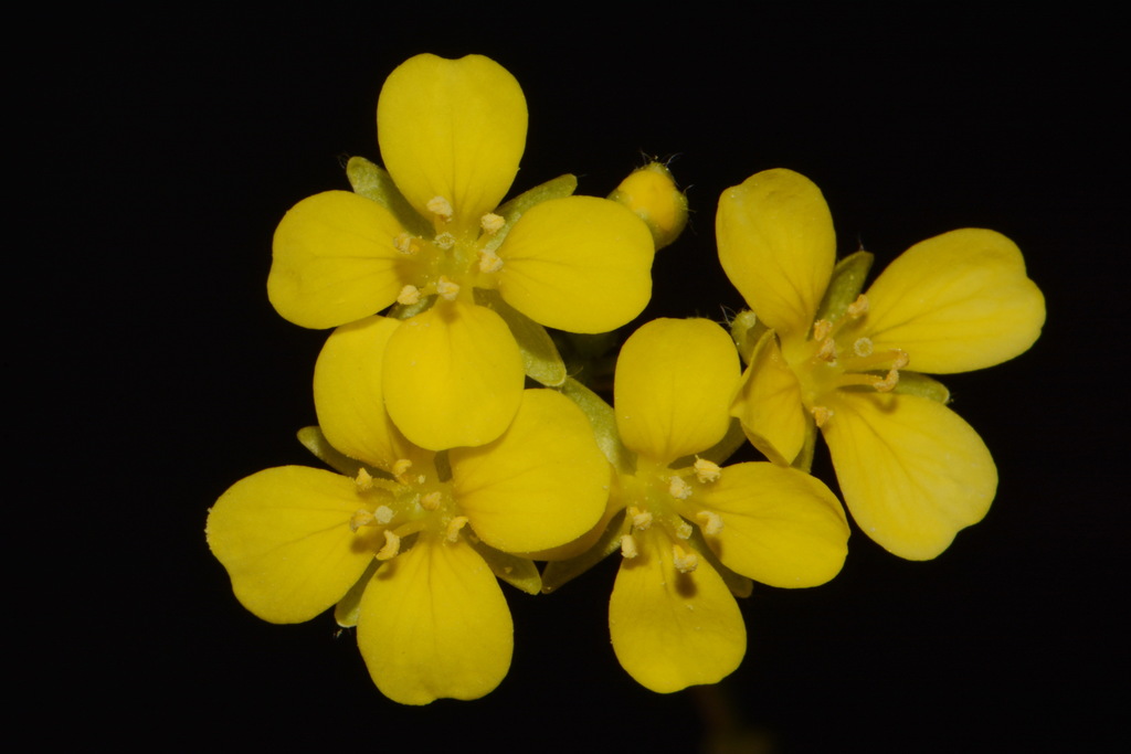 Lyre Leaf Bladderpod in April 2015 by Brian Finzel · iNaturalist
