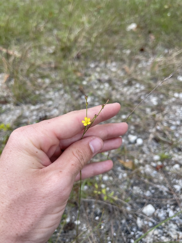 sand flax from SW 123rd Ave, Homestead, FL, US on March 14, 2022 at 11: ...