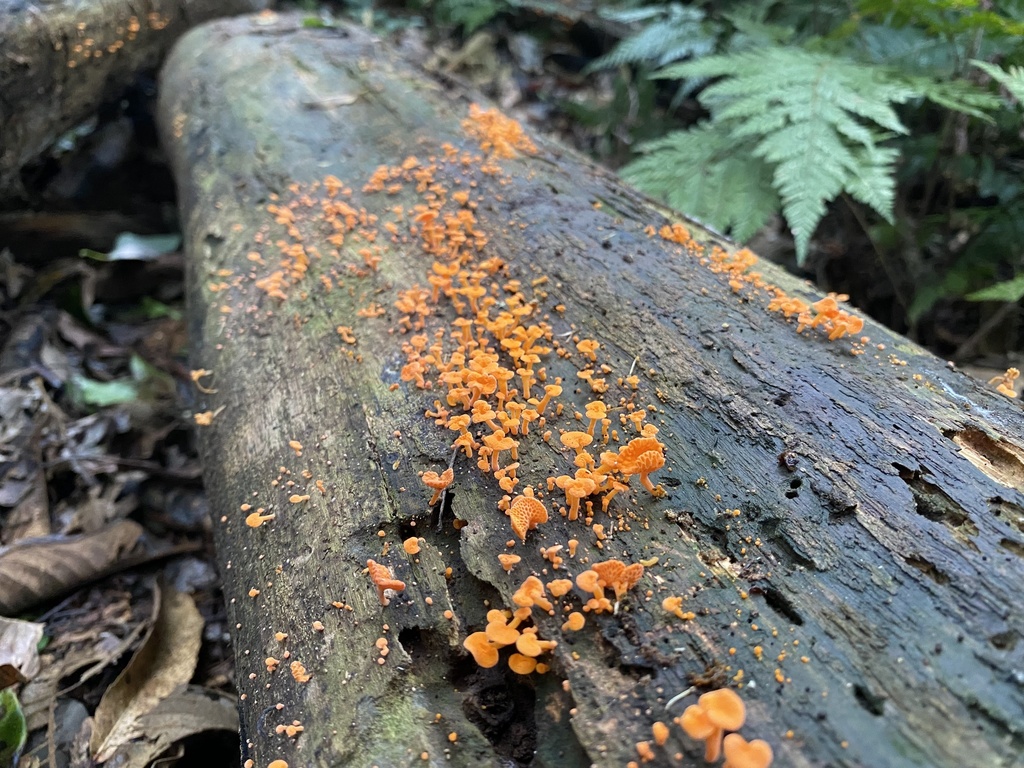 orange pore fungus from Bunya Mountains National Park, Bunya Mountains ...