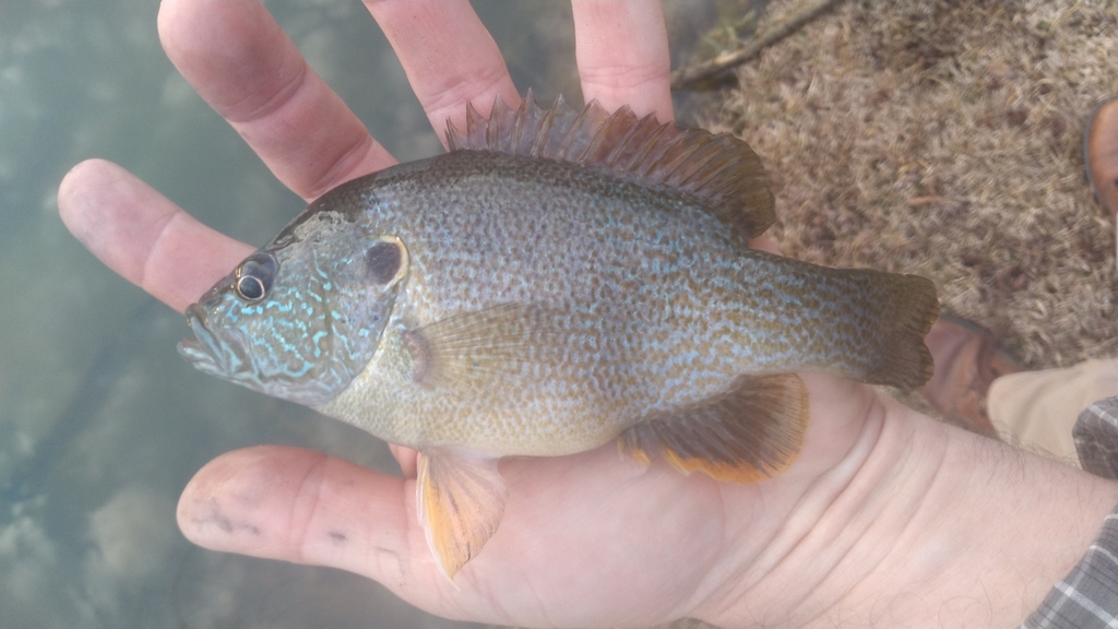 Green Sunfish from Pike Rd, AL 36064, USA on March 14, 2022 at 06:17 PM ...