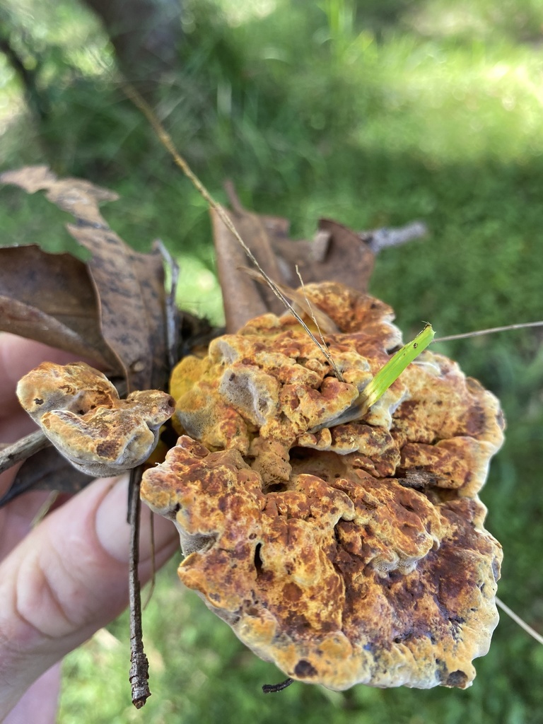 Hymenochaetales in March 2022 by zenbenyoga · iNaturalist