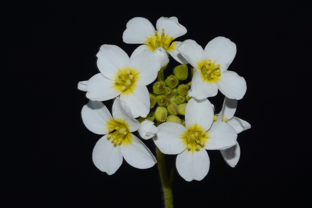 Spring Creek Bladderpod from Lebanon, TN, USA on April 02, 2016 at 04: ...