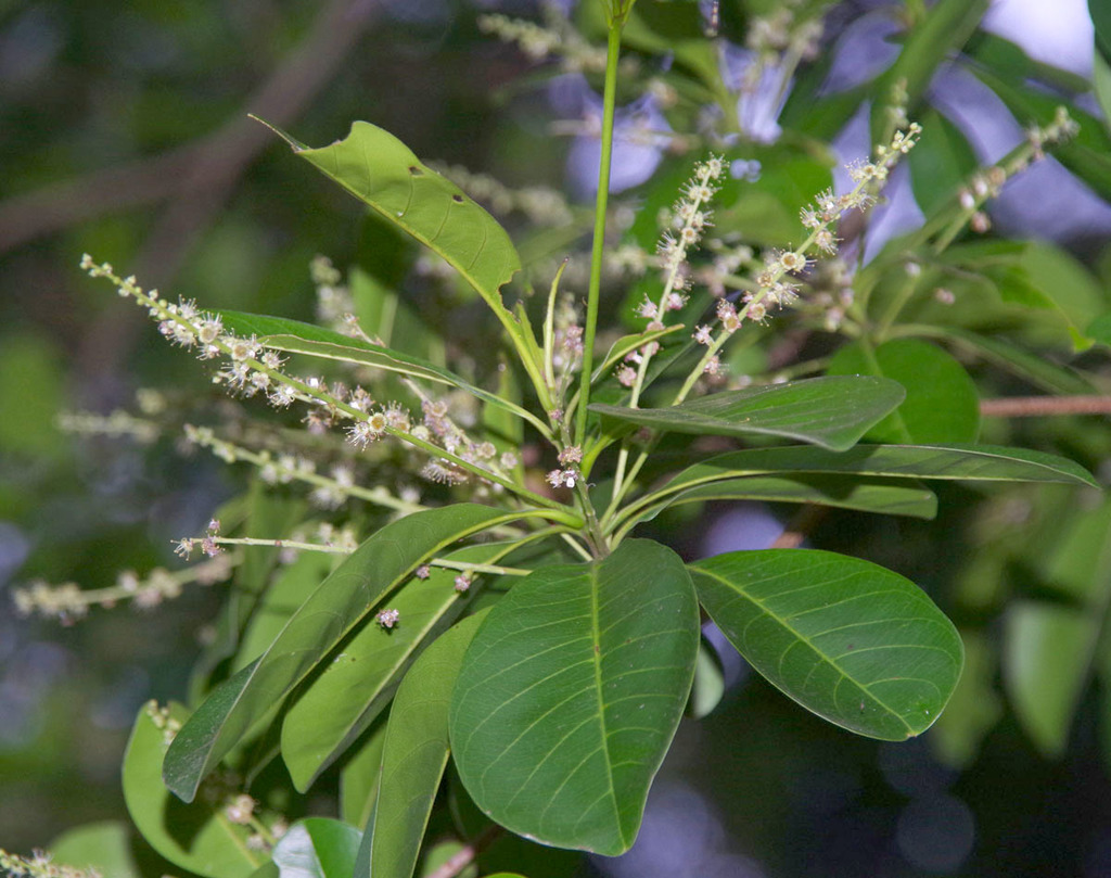 (Terminalia microcarpa) - Botanical Realm