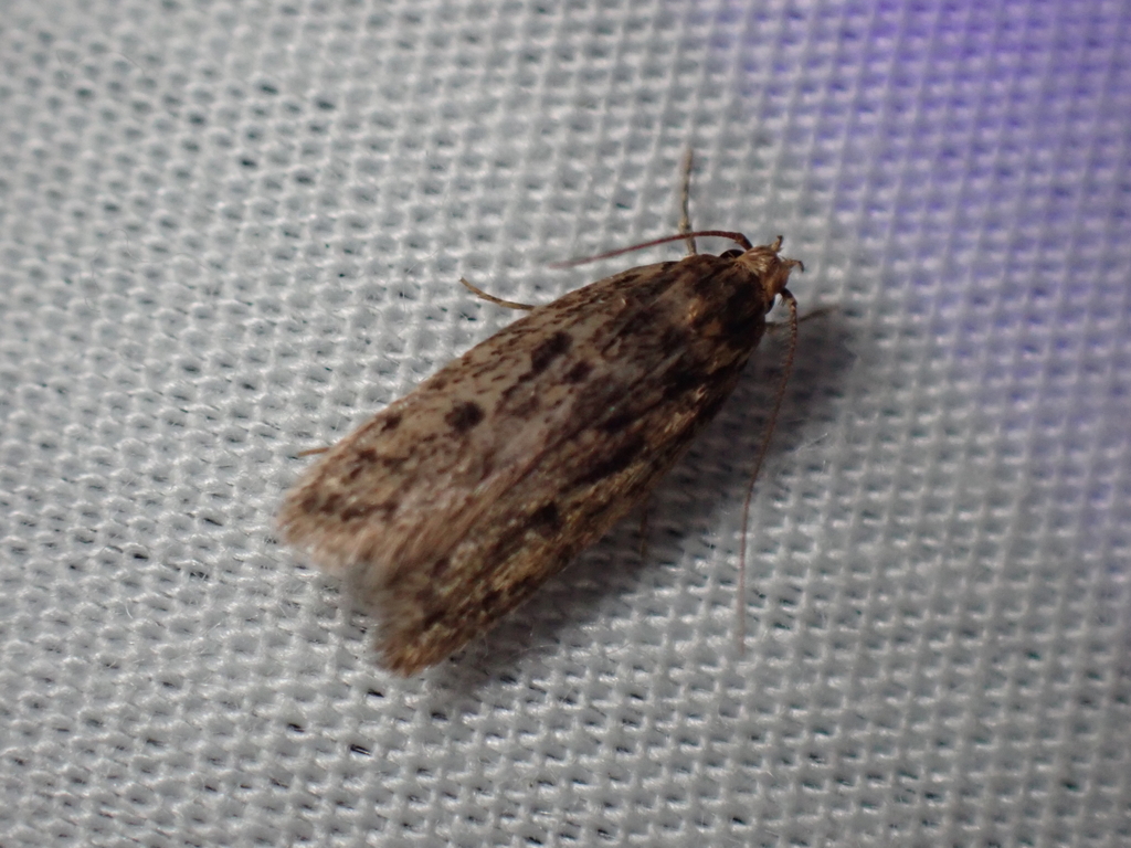 Brown House Moth from Melbourne VIC, Australia on March 14, 2022 at 09: ...