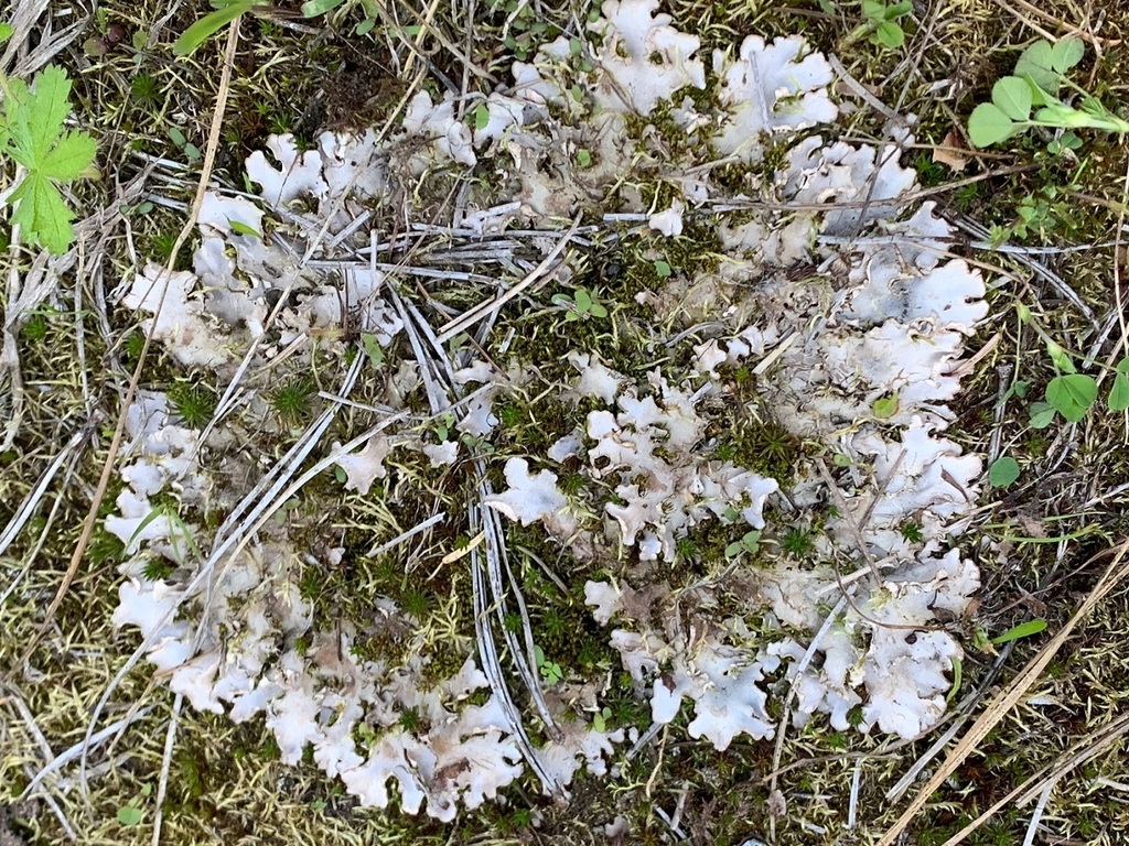 field dog lichen from smith ferry,ID, on May 28, 2020 at 02:07 PM by ...