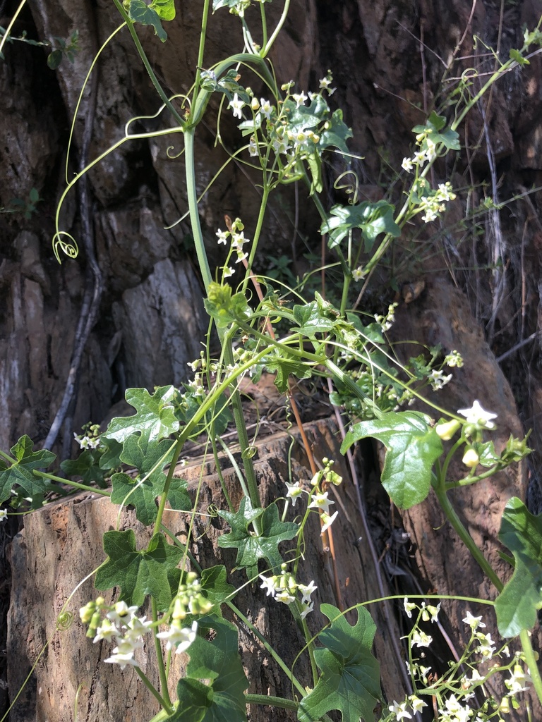 Sierra man-root from Sierra National Forest, Mariposa, CA, US on March ...