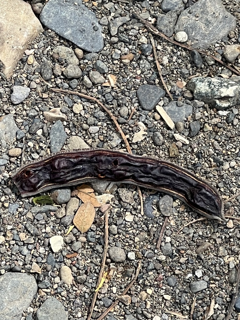 Monkey pod tree from Calle Intermedios, Garabito, Puntarenas, CR on ...