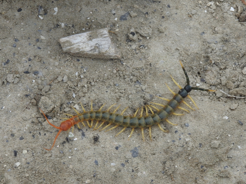 Giant Desert Centipede from Matamoros, Tamps., México on February 25 ...