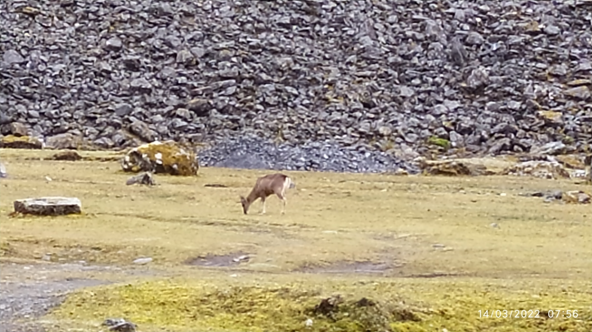 Hippocamelus antisensis (d'Orbigny, 1834)