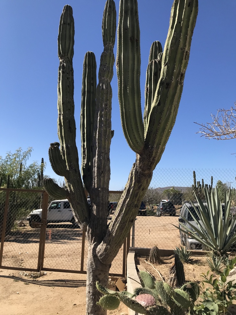Mexican Giant Cactus from La Paz, BCS, MX on March 12, 2022 at 09:11 AM ...