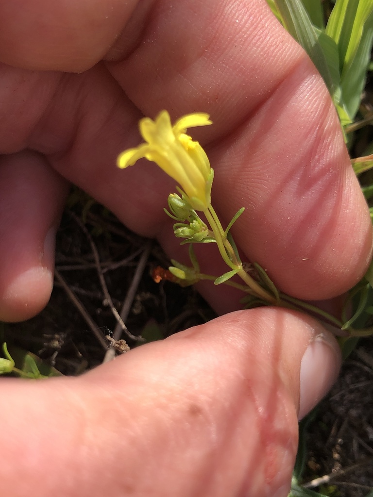 Gratiola flava from Hockley, TX, US on March 3, 2022 at 09:56 AM by ...