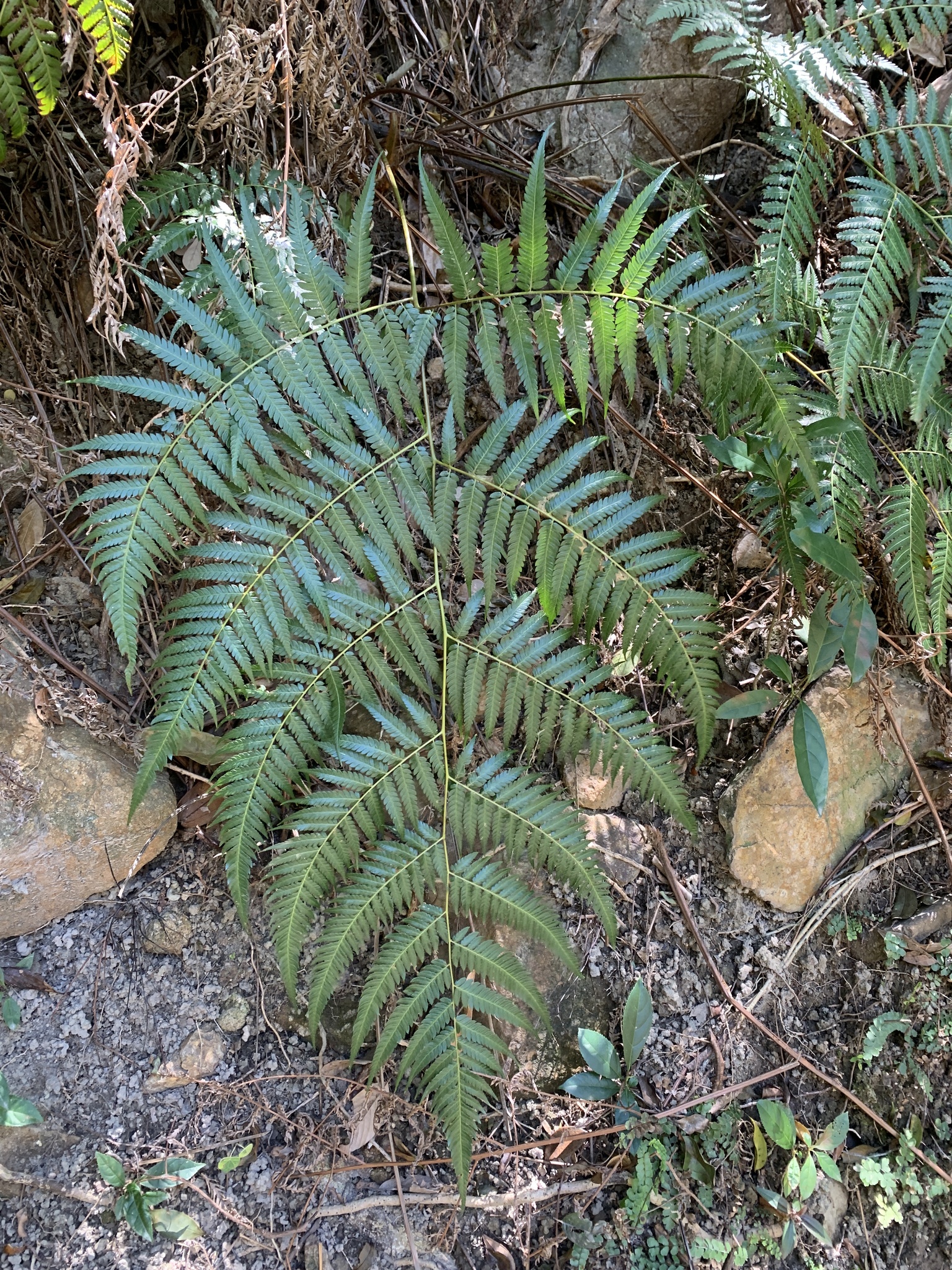 Cibotium barometz (L.) J.Sm.